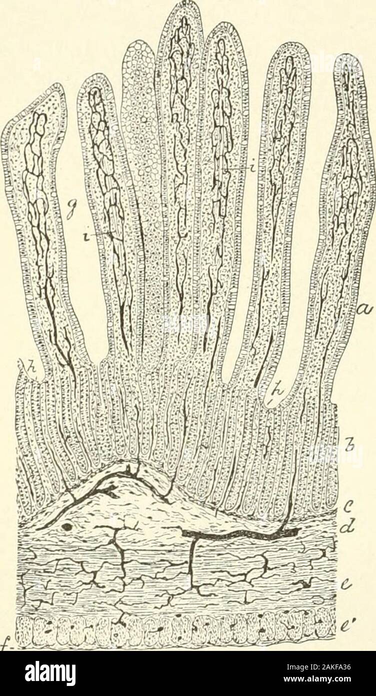Textbook of normal histology: including an account of the development ...