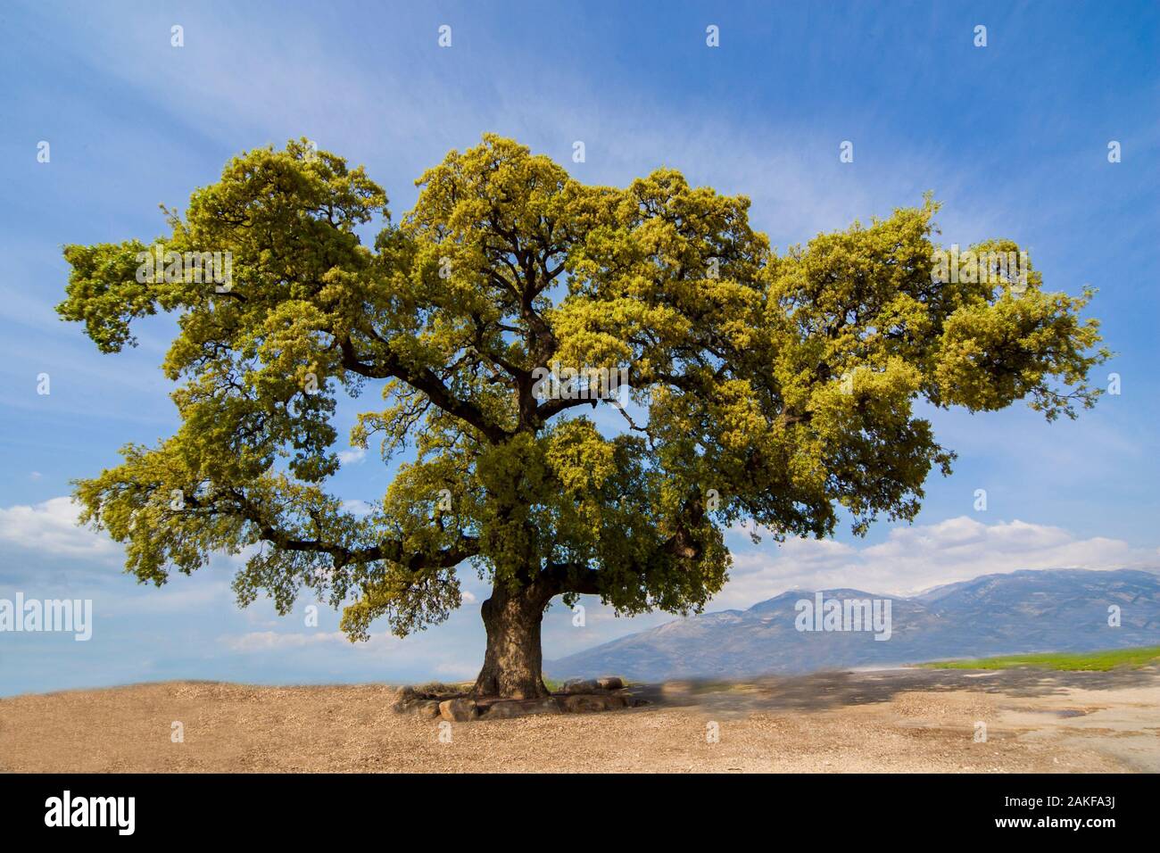 Quercus ithaburensis, the Mount Tabor oak, is a tree in the beech ...