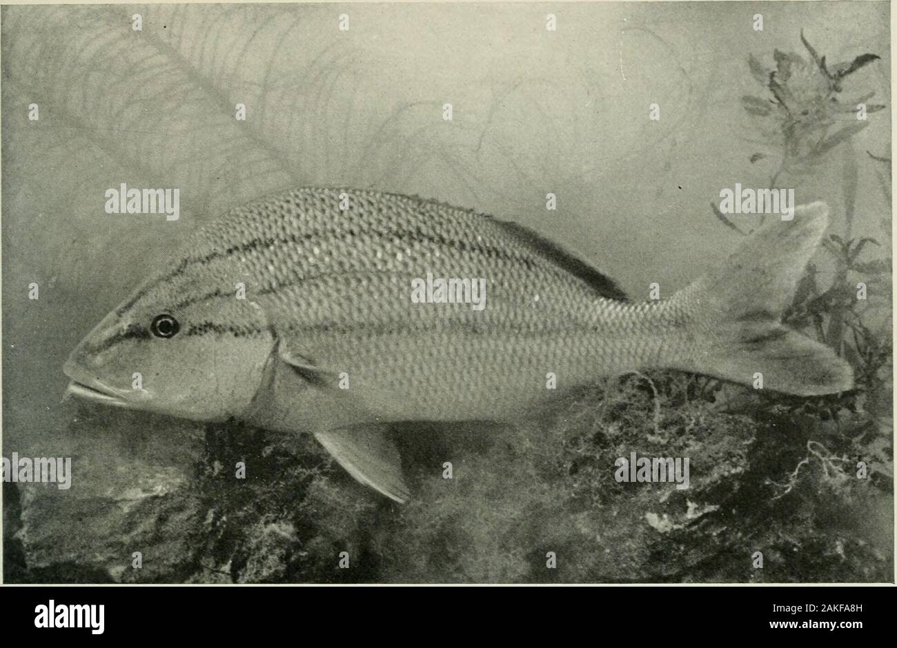 Key west grunt hi-res stock photography and images - Alamy