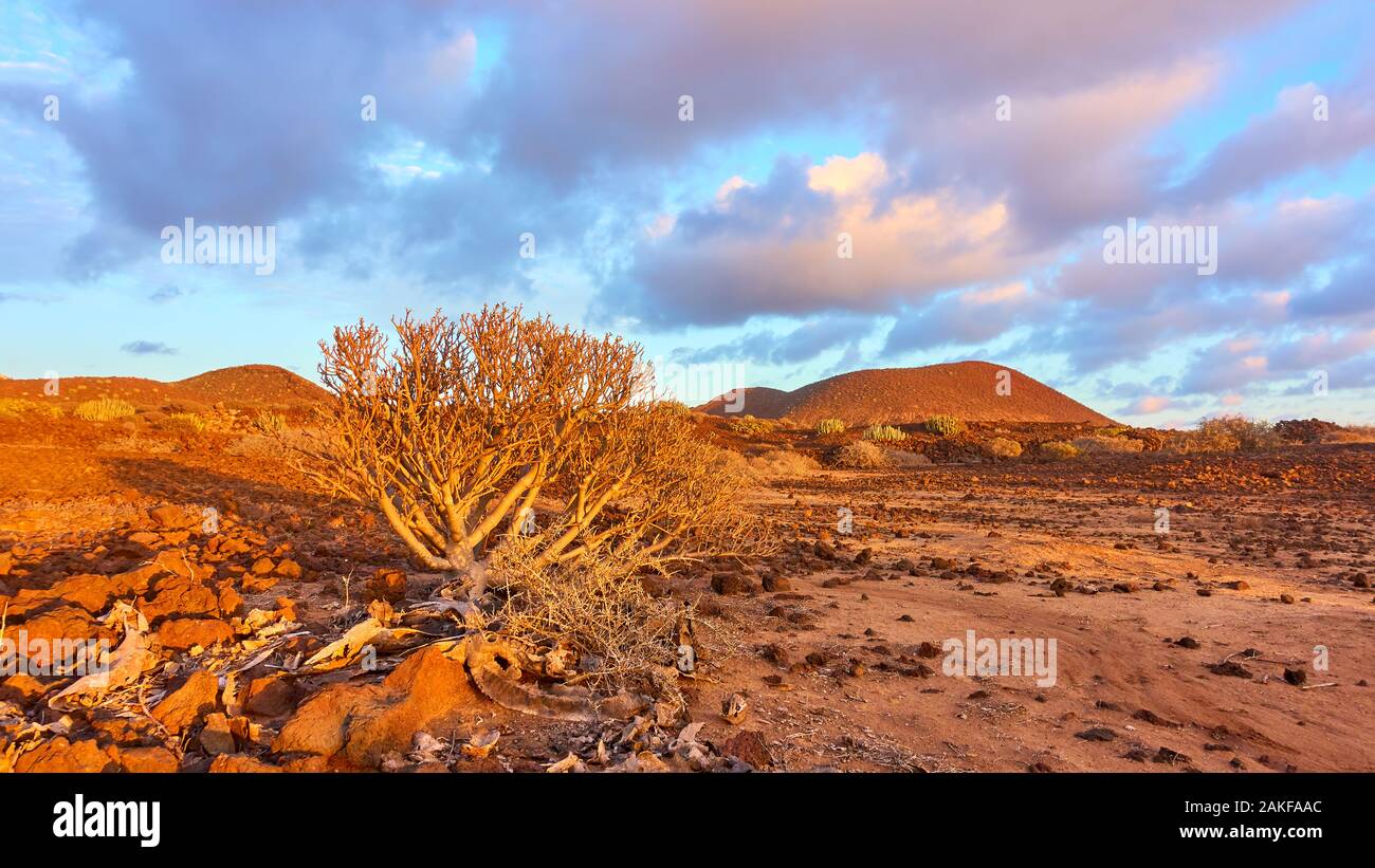 Desert with bushes in the south of Tenerife at sunset, Canary Islands ...