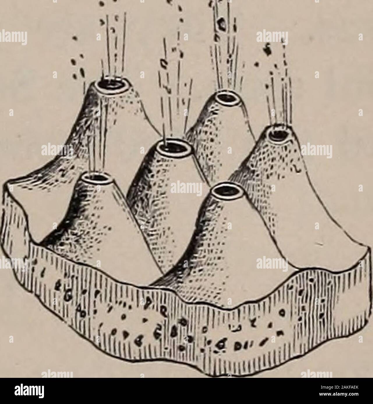 Natural history of animals; . Fig. 511. — Sponge.. Fig. 512. — Sponge ...