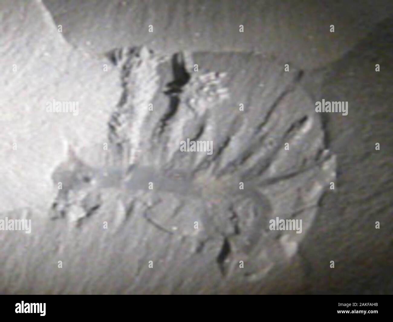 Hallucigenia fossil hi-res stock photography and images - Alamy