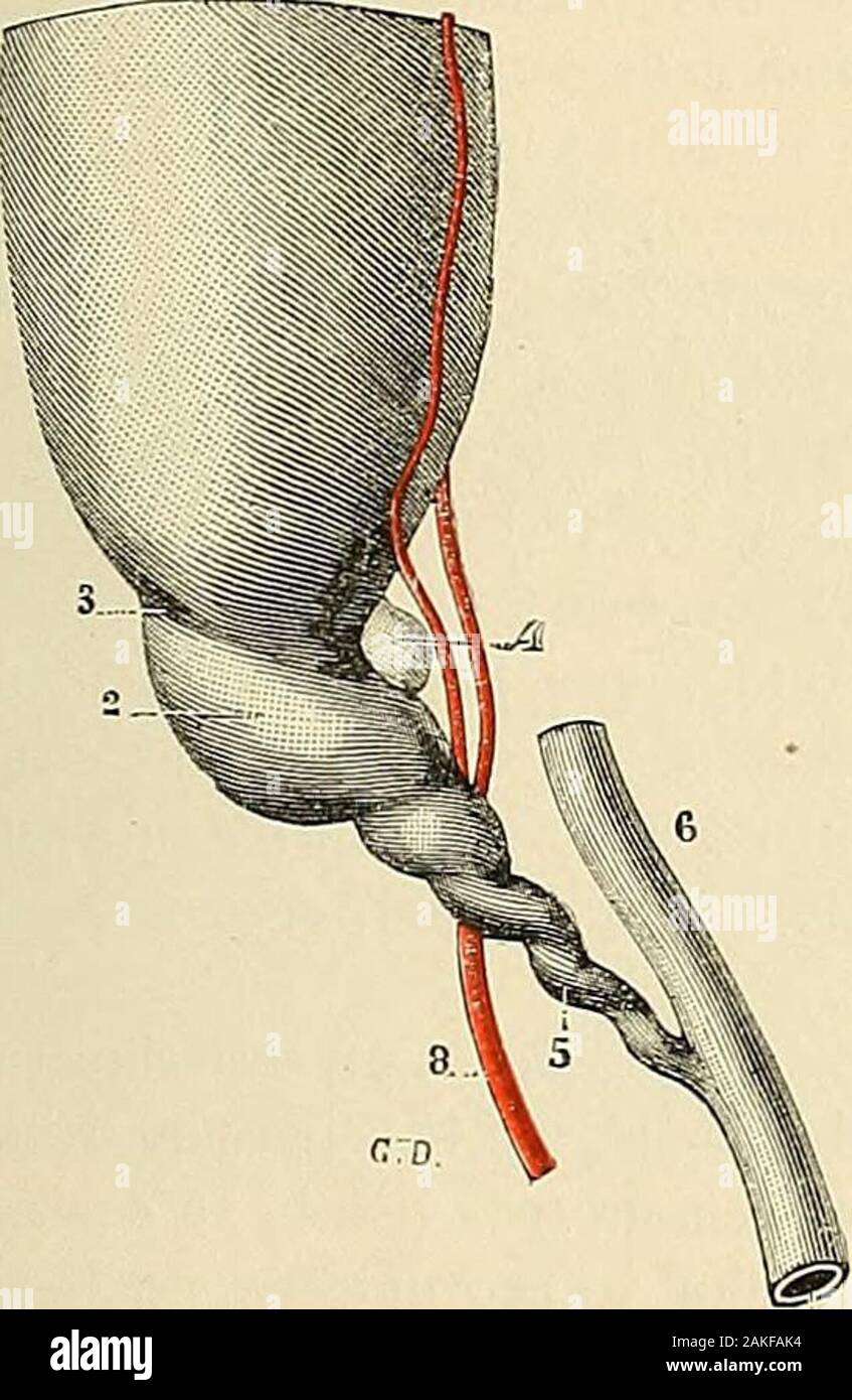 Anatomie foie et vésicule hi-res stock photography and images - Alamy