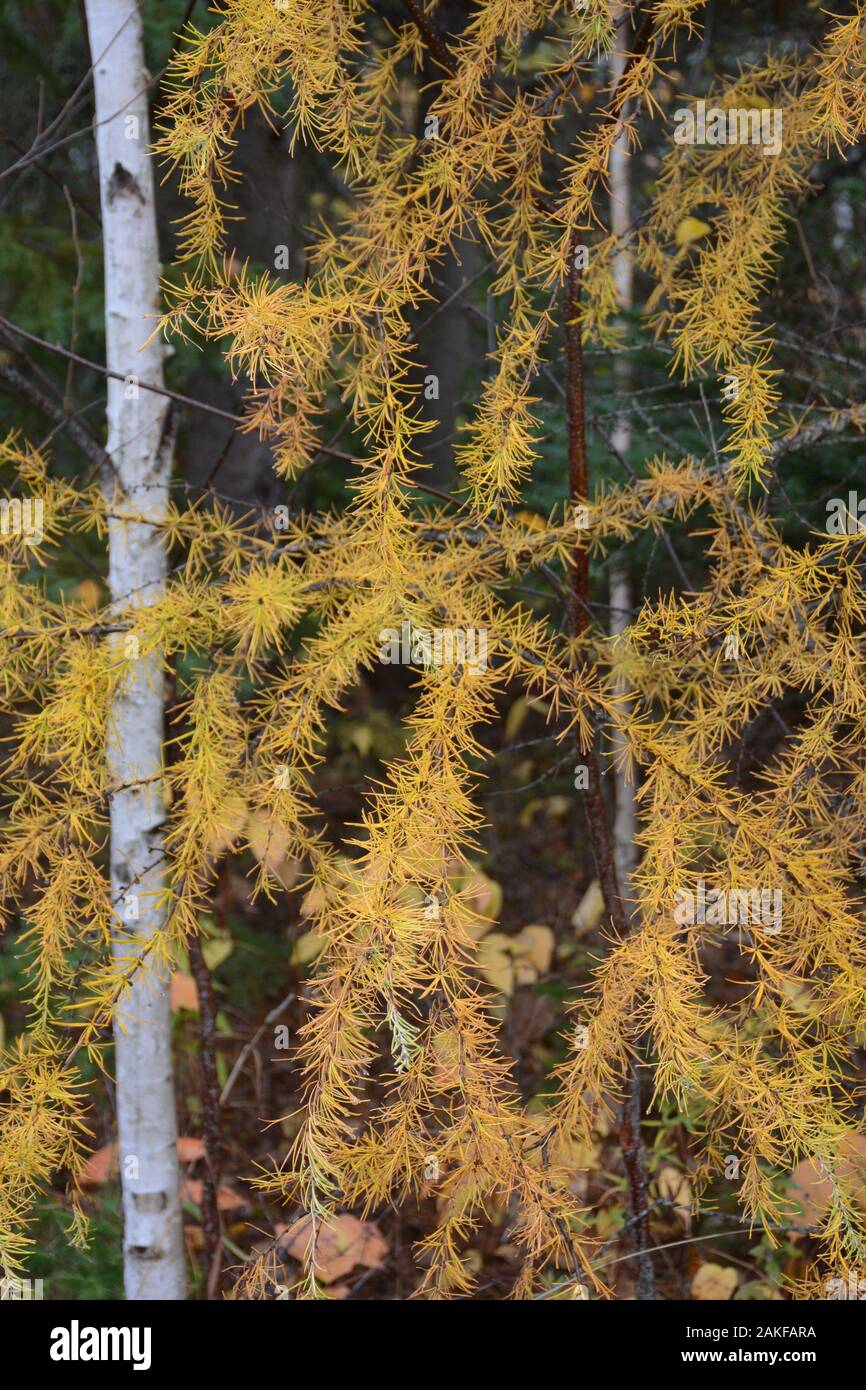Tamarack Leaves