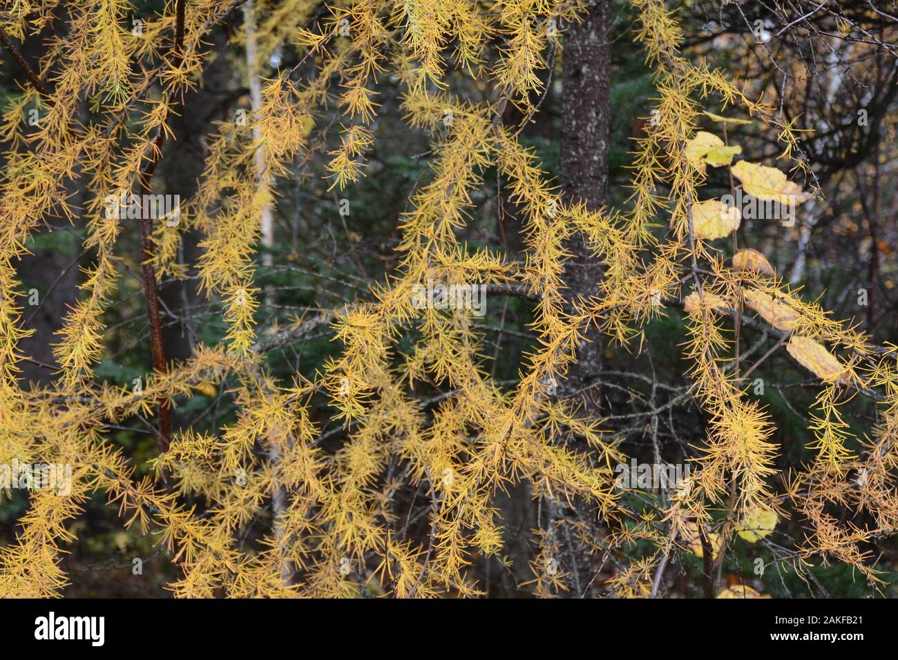Golden tamarack hi-res stock photography and images - Alamy