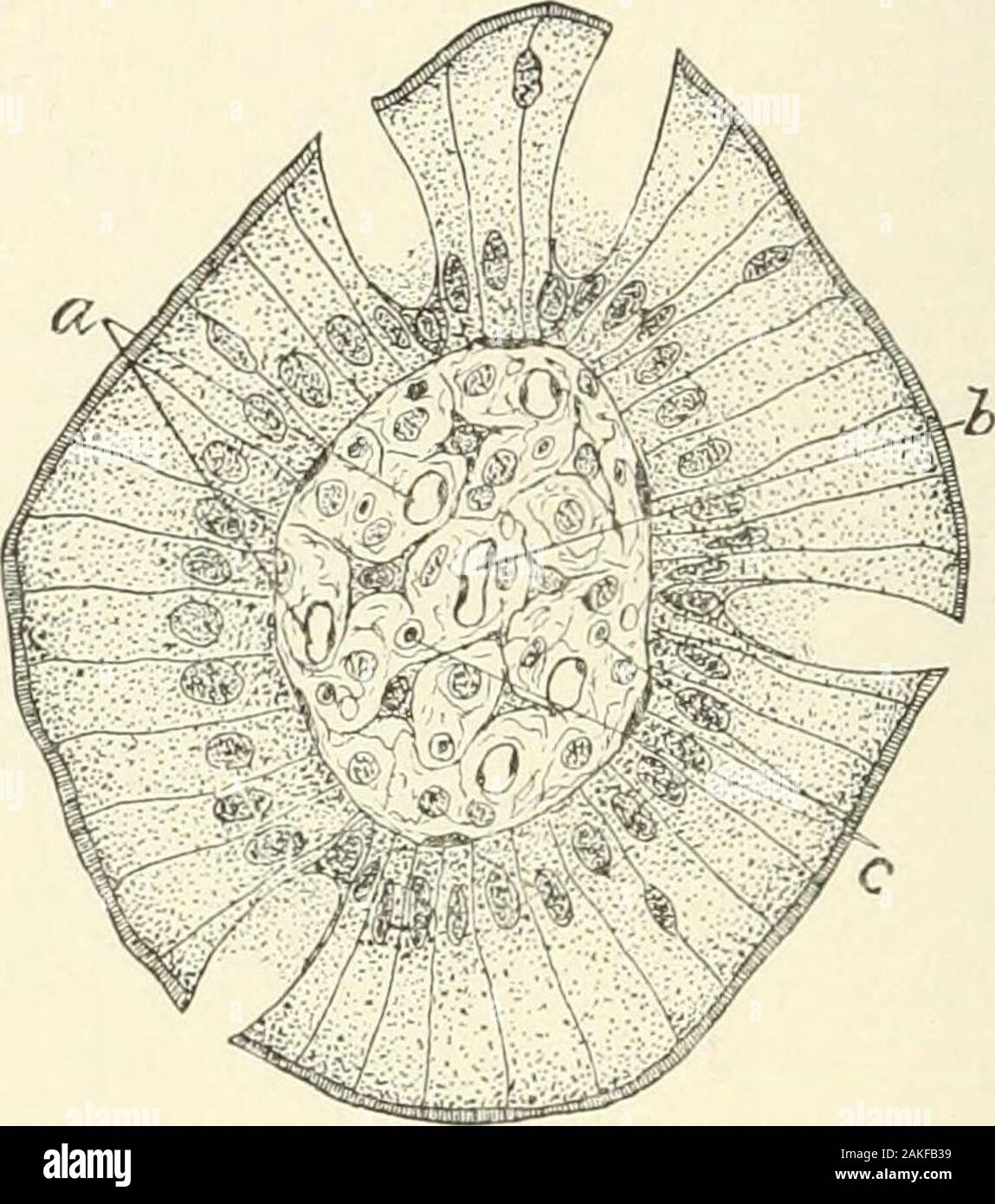 Textbook of normal histology: including an account of the development ...