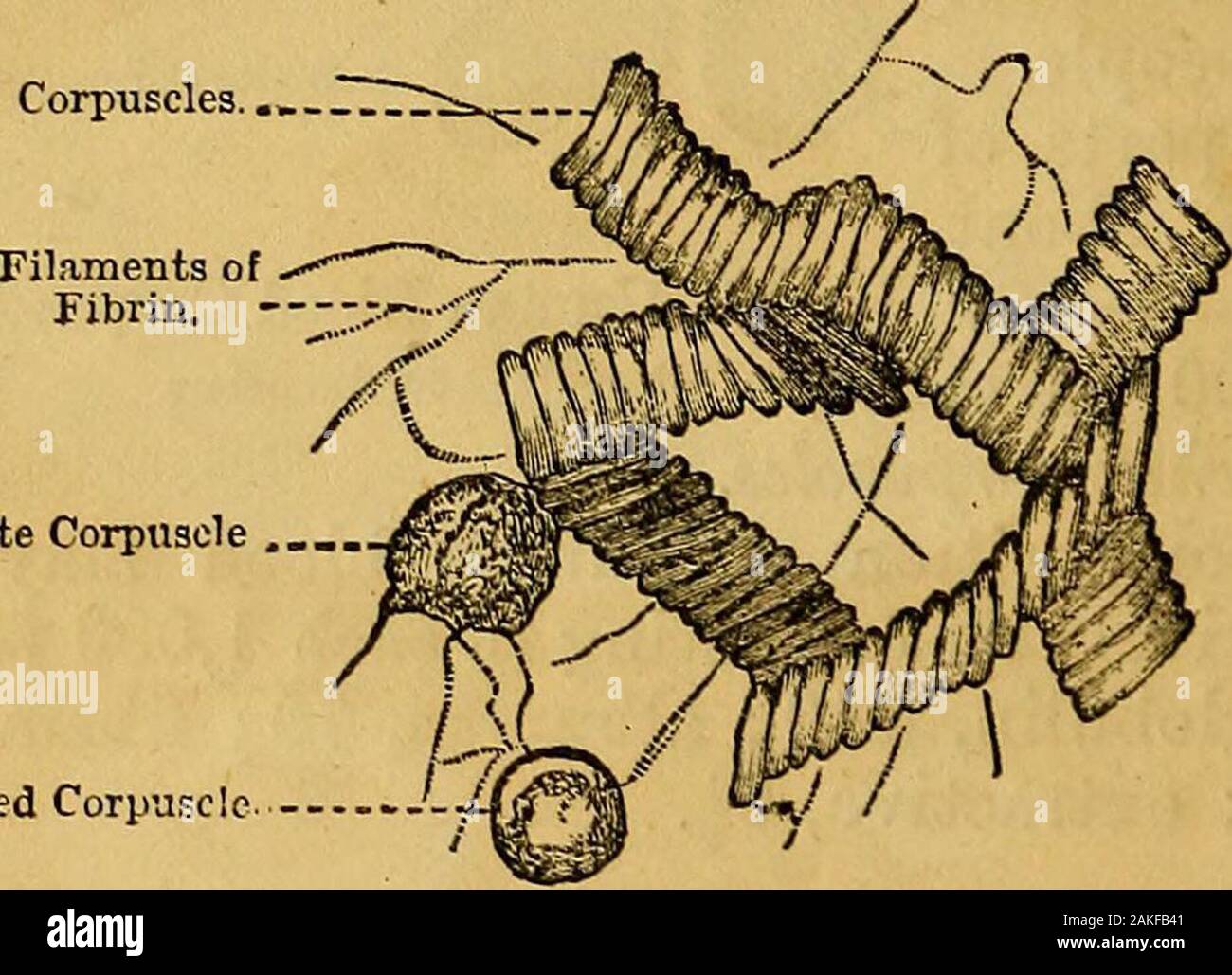 Elements of animal physiology, chiefly human . da of the blood, thus ...