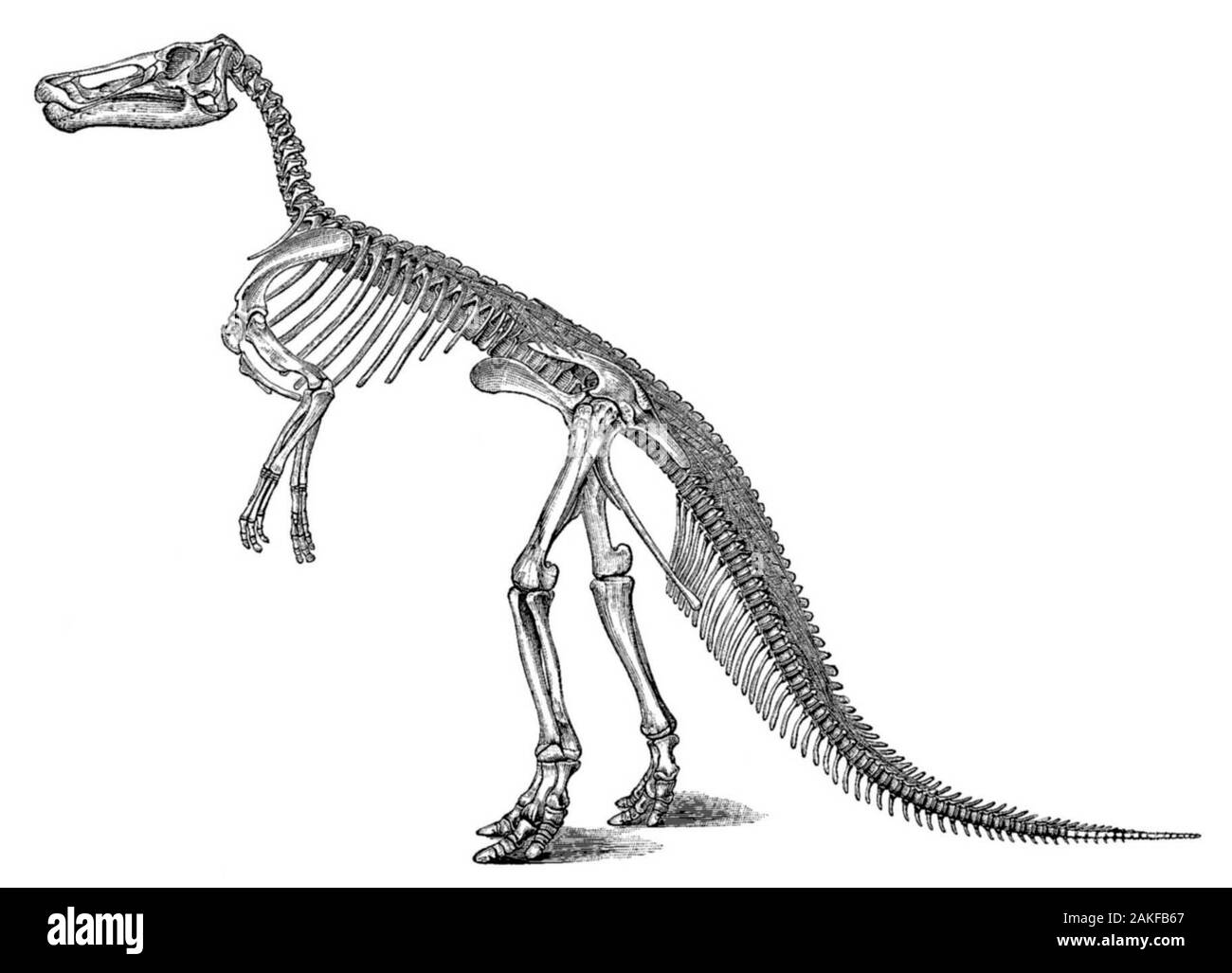 Skeletal restoration hi-res stock photography and images - Alamy