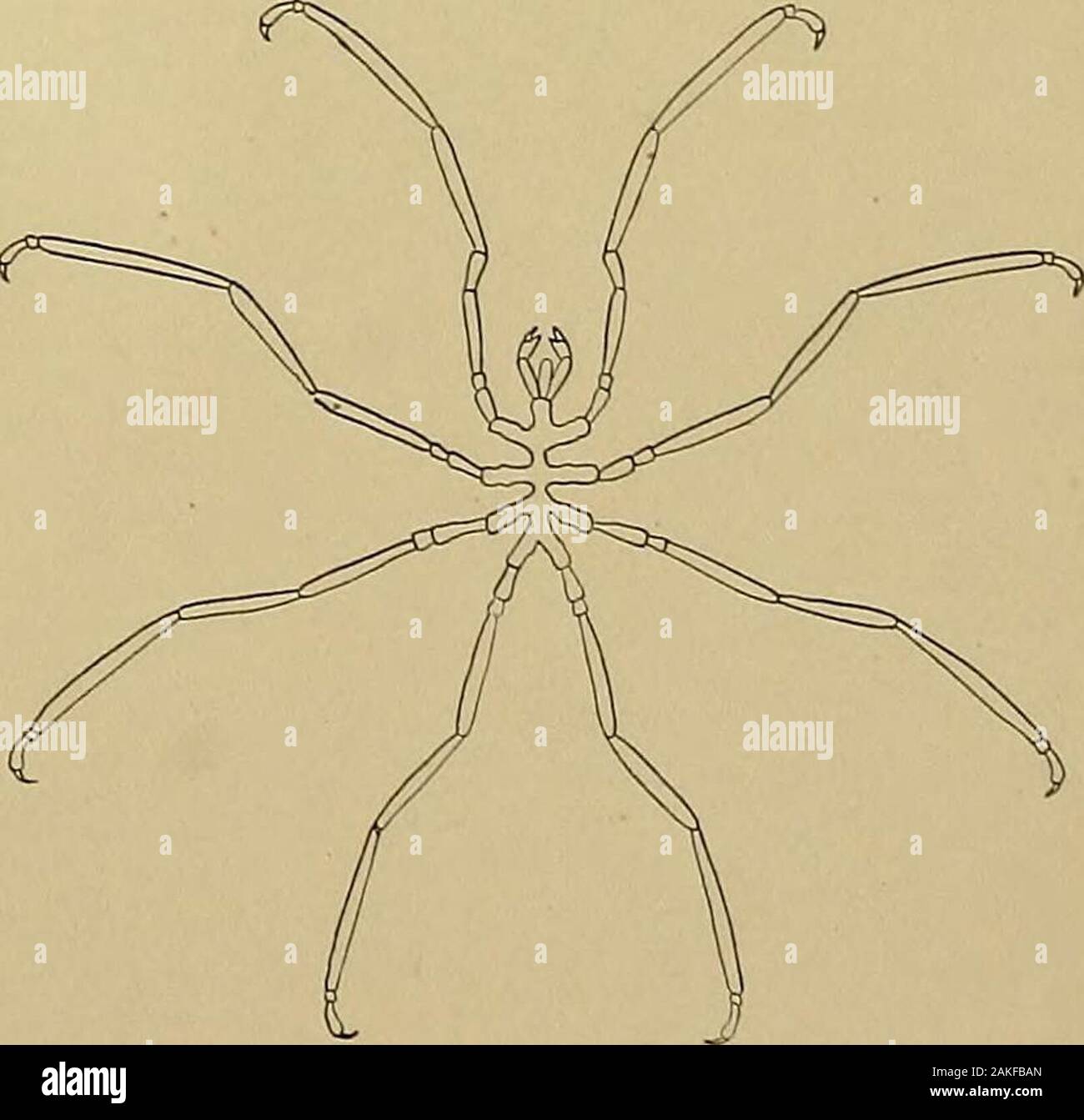 Crab Zoea High Resolution Stock Photography and Images - Alamy