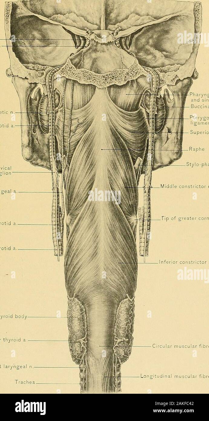 Surgical anatomy : a treatise on human anatomy in its application to ...