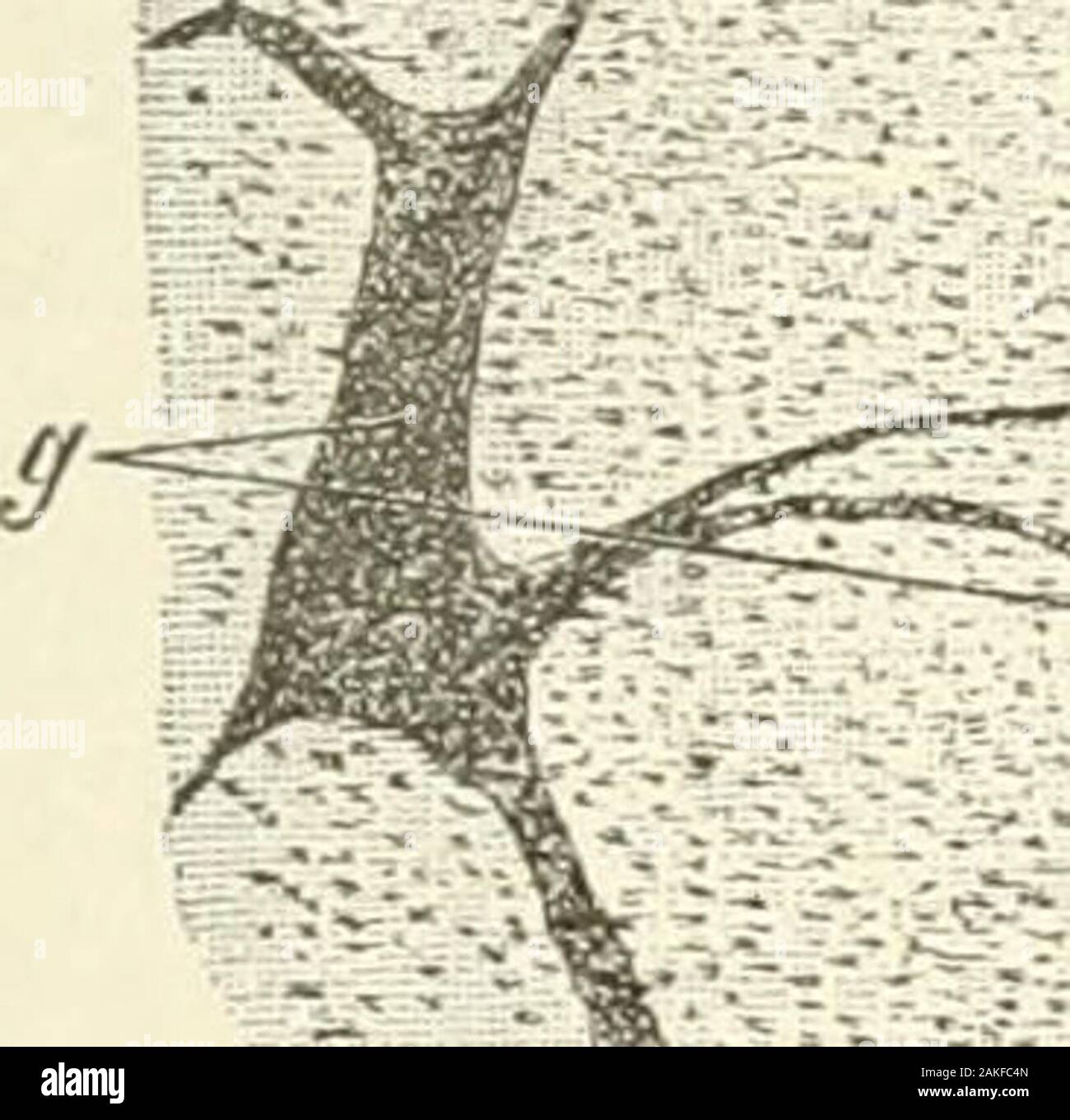 Textbook of normal histology: including an account of the development ...
