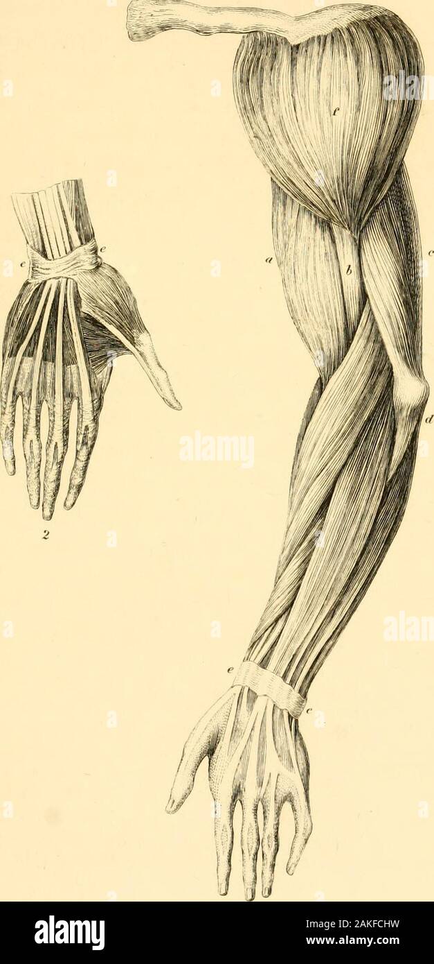 Contracting arm muscles hi-res stock photography and images - Alamy