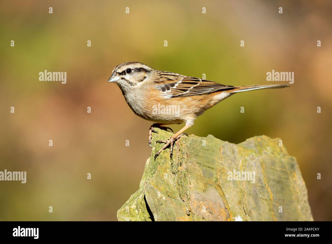 Rock bunting hi-res stock photography and images - Alamy