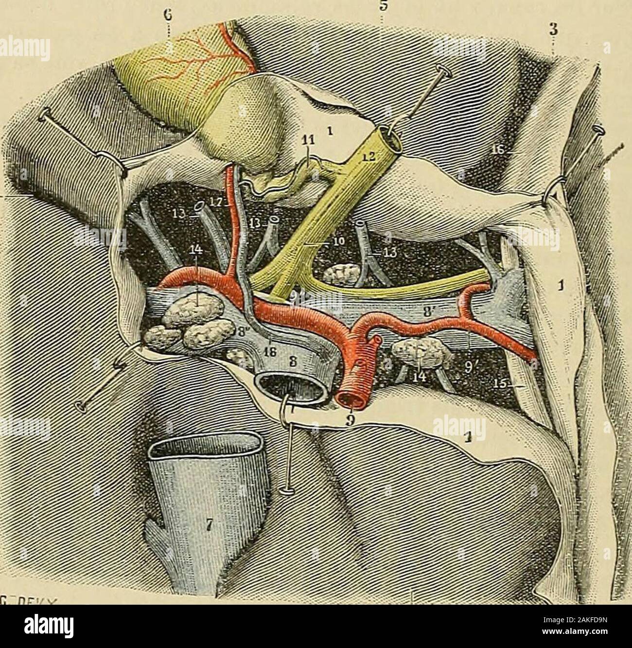 Anatomie de la rate hi-res stock photography and images - Alamy
