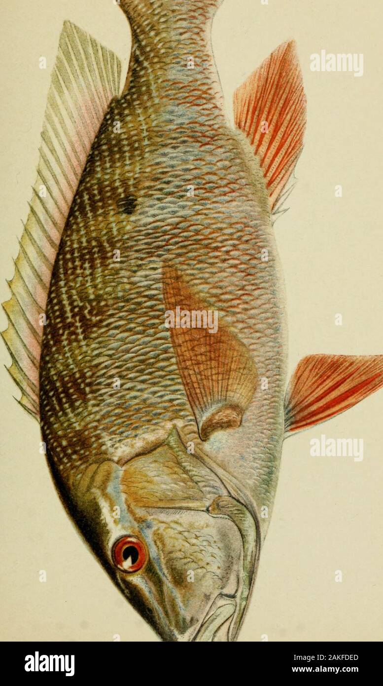 Mahogany Snapper