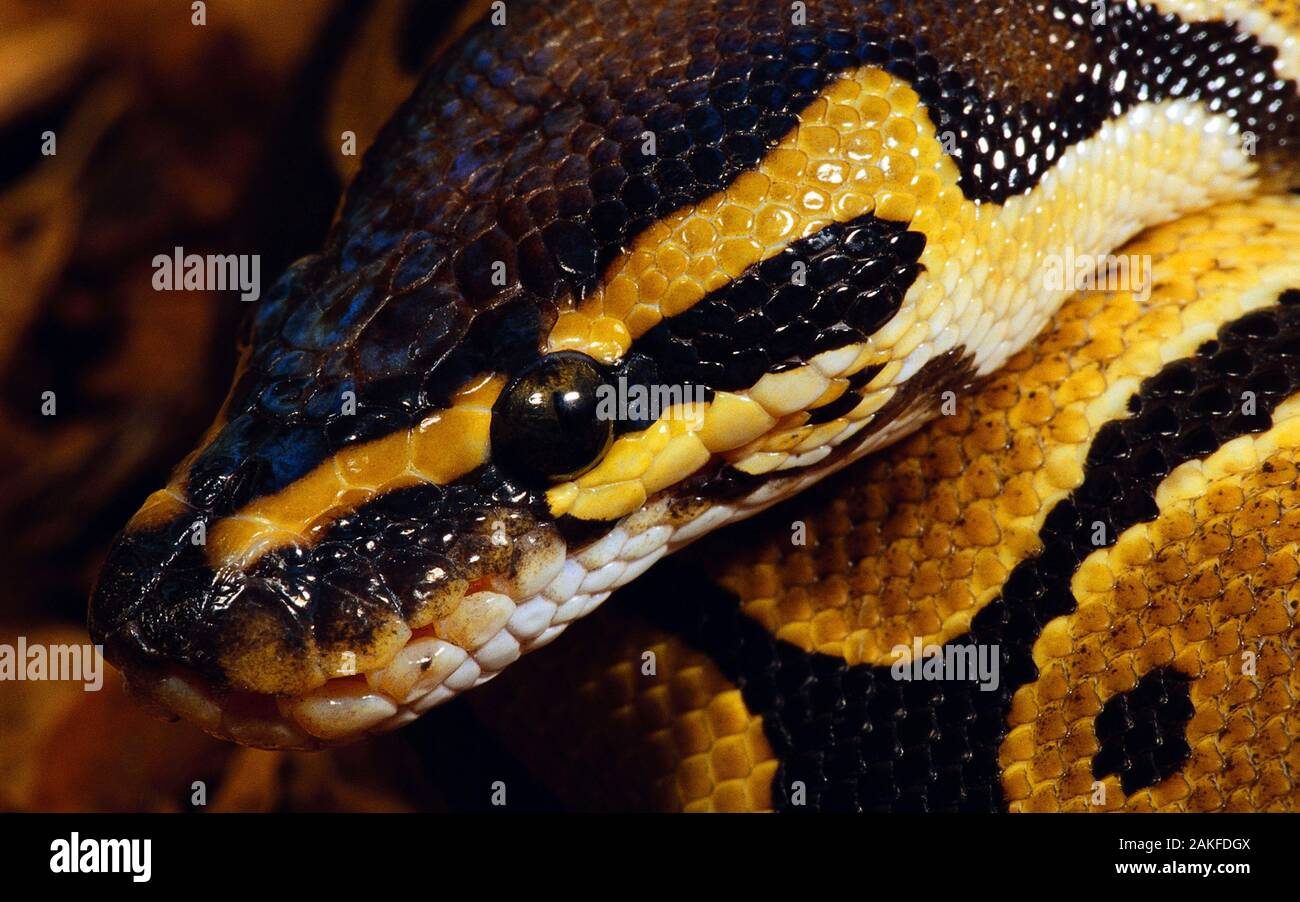 Closeup of snake - snake eye Stock Photo - Alamy