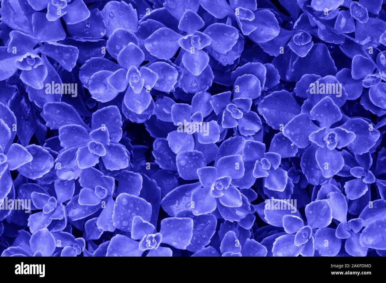 Natural plant texture from succulent plants. Background. Tinted in the ...