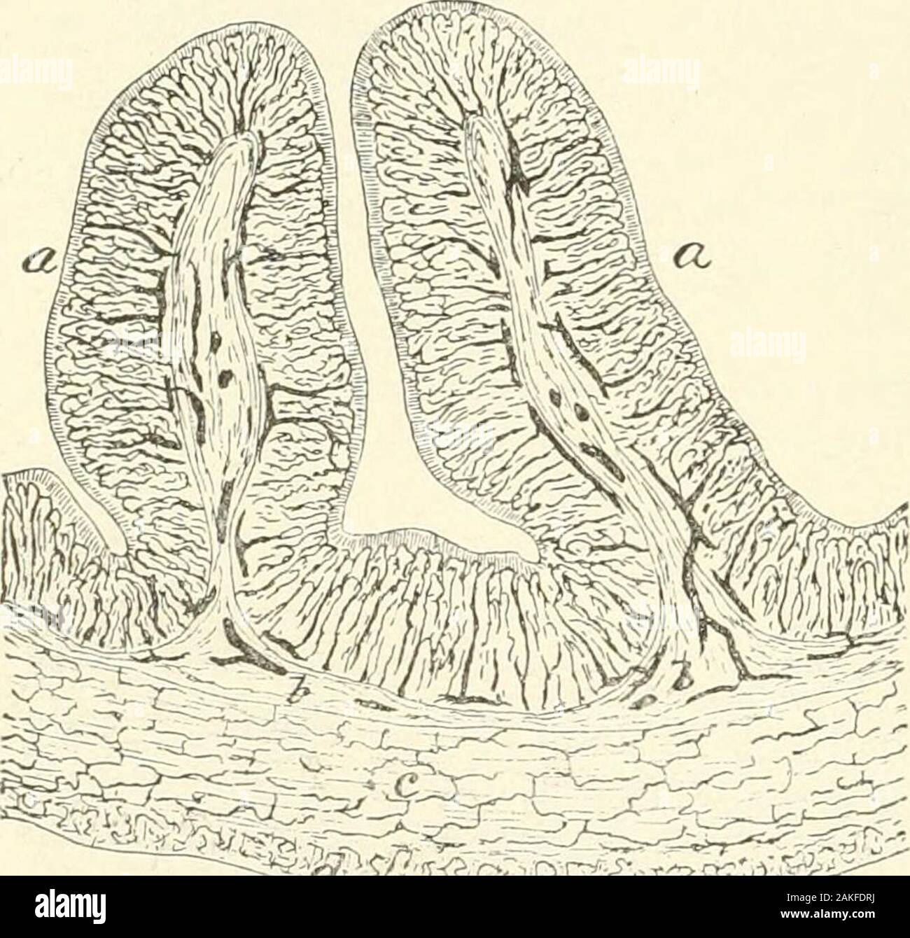 Textbook of normal histology: including an account of the development ...