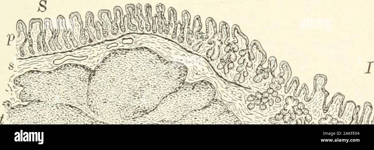 Stomach histology gastric hi-res stock photography and images - Alamy