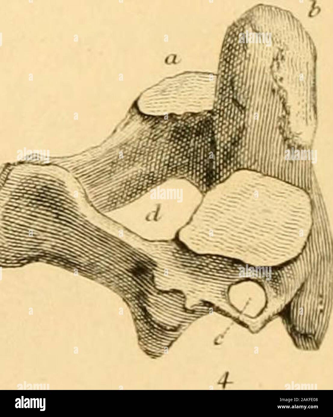 Human neck bending hi-res stock photography and images - Alamy