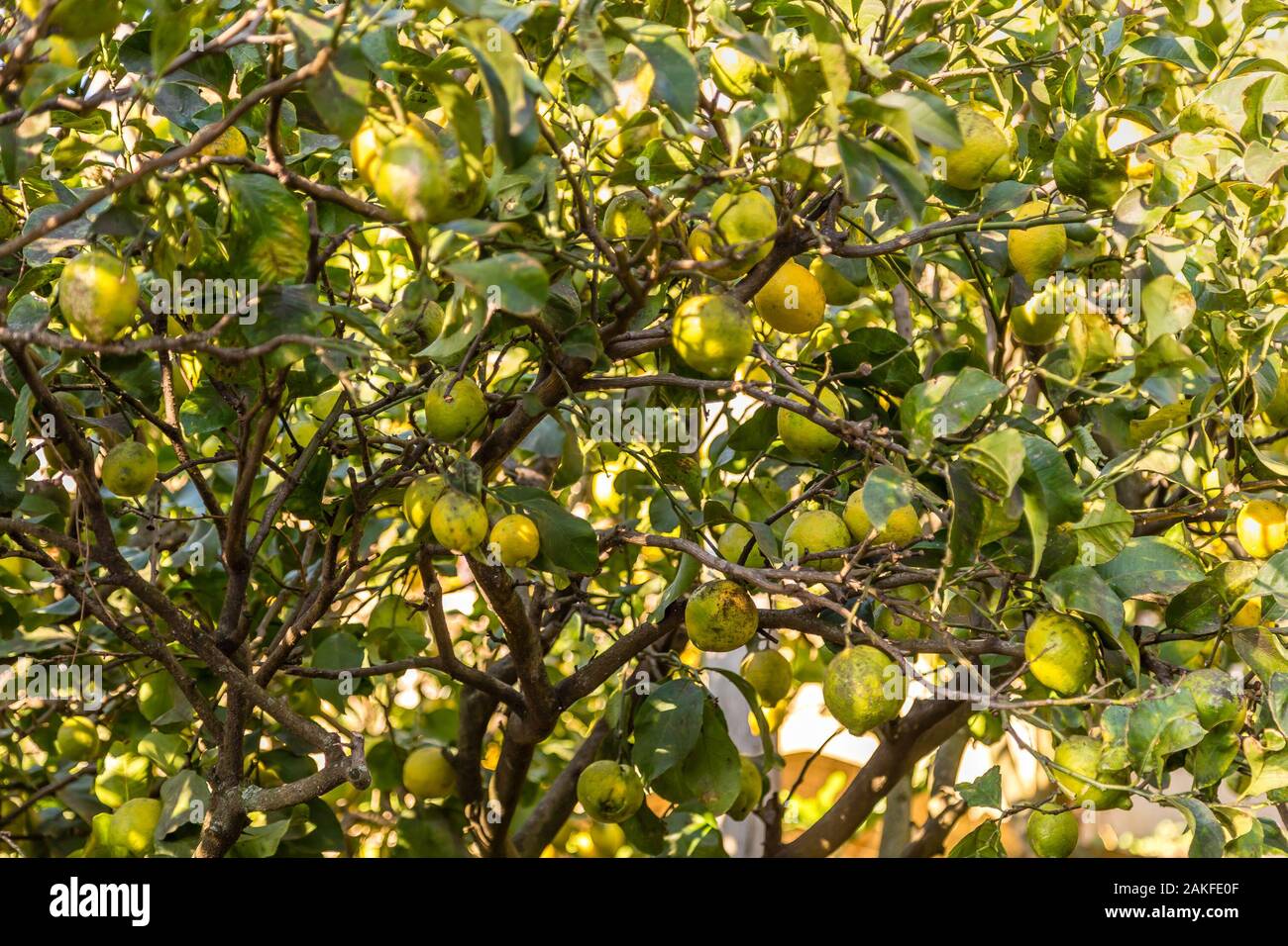 Lemons on branches of tree hi-res stock photography and images - Alamy