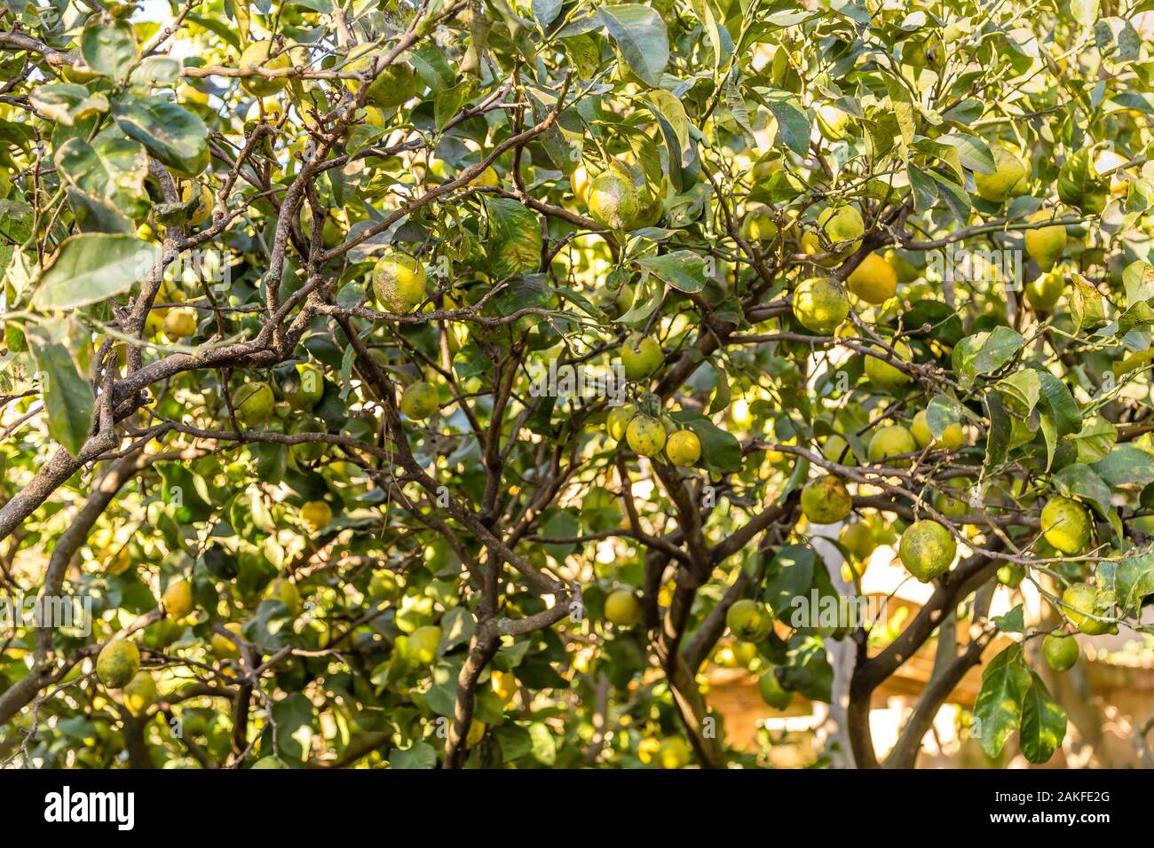 Lemons on branches of tree hi-res stock photography and images - Alamy