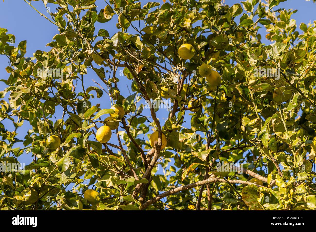 Lemons on branches of tree hi-res stock photography and images - Alamy