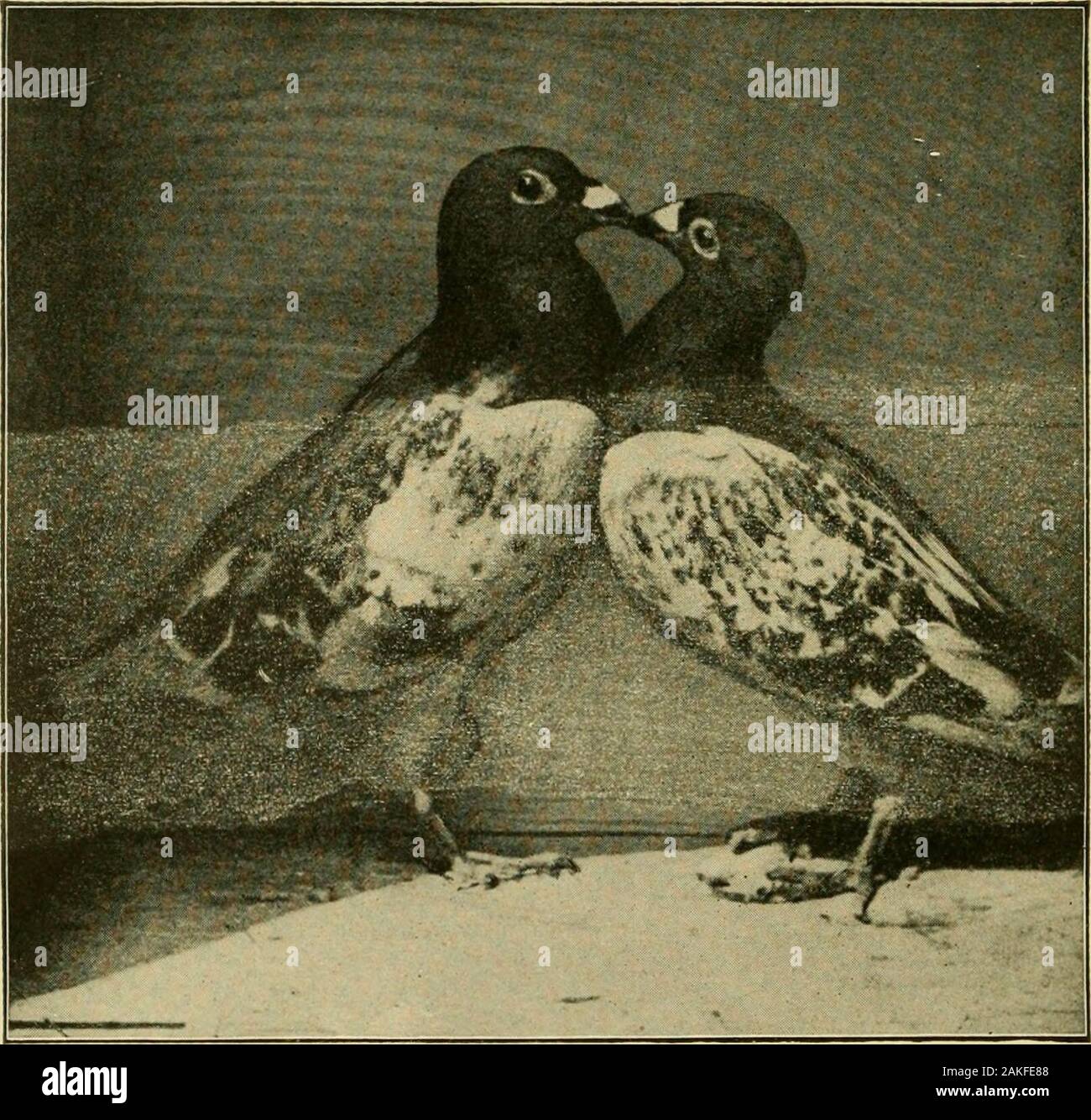 Canker pigeon hi-res stock photography and images - Alamy