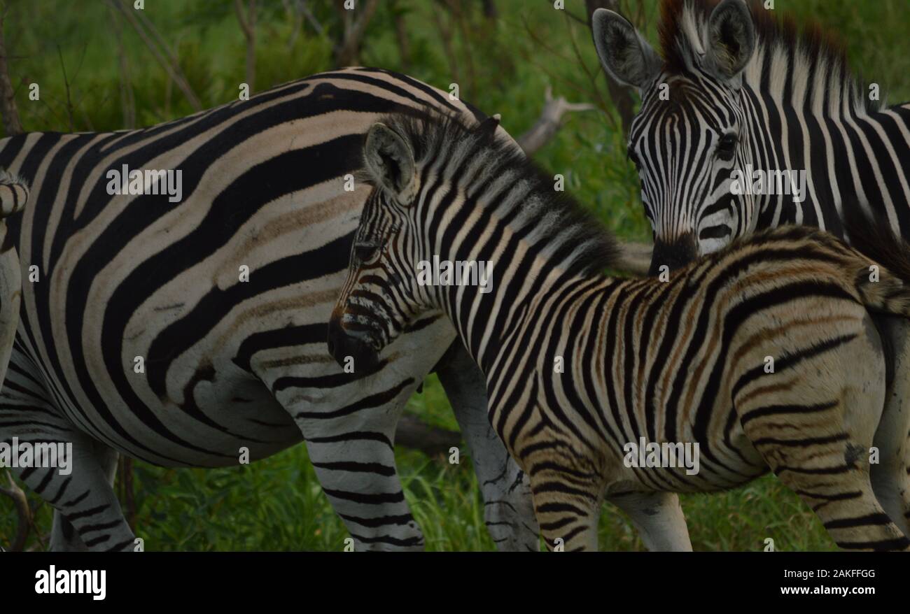 Baby zebra hi-res stock photography and images - Alamy