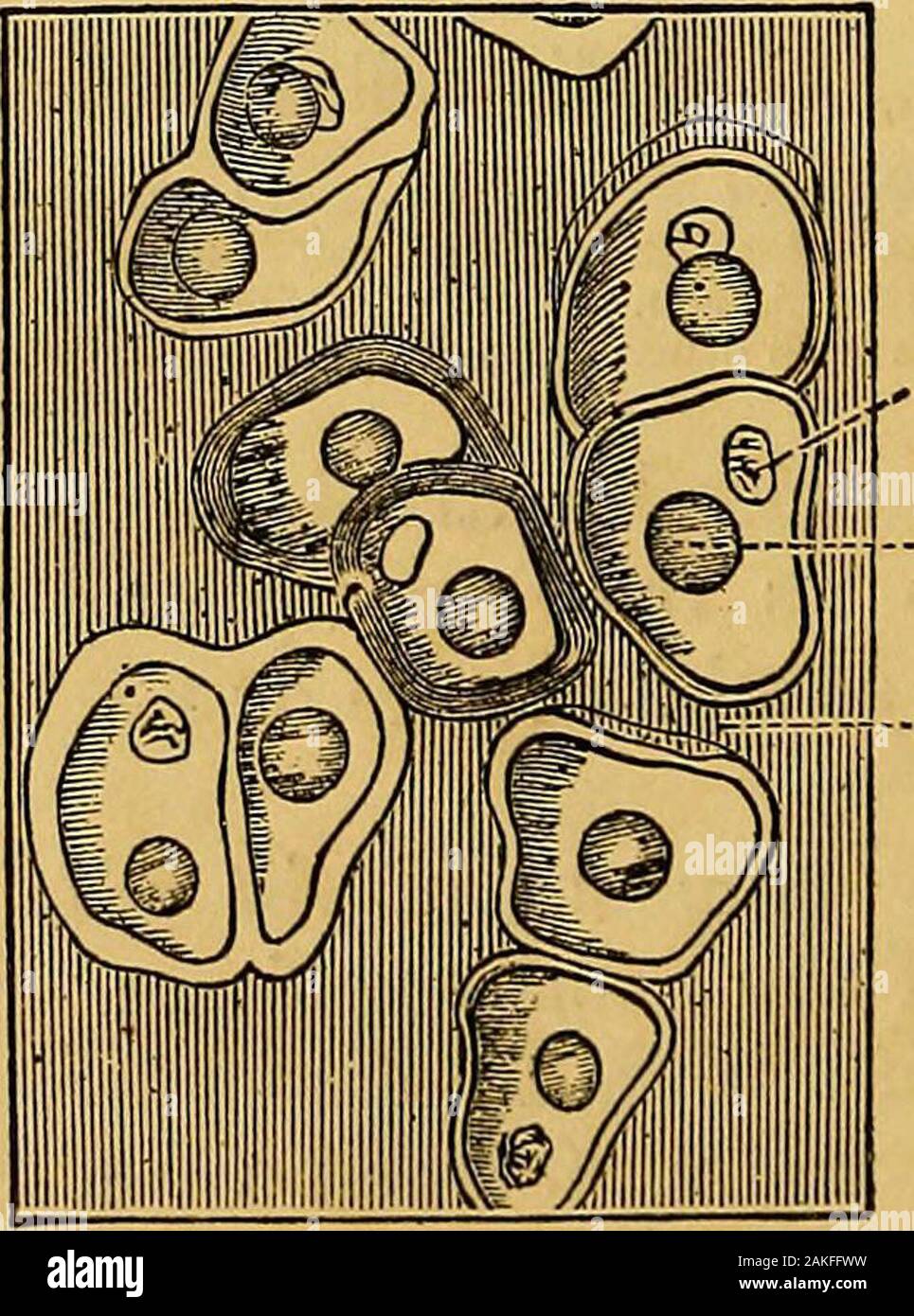 Animal cells magnified hi-res stock photography and images - Alamy