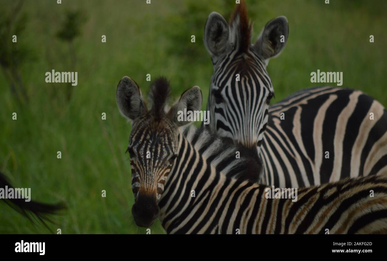 Beautiful zebra hi-res stock photography and images - Alamy