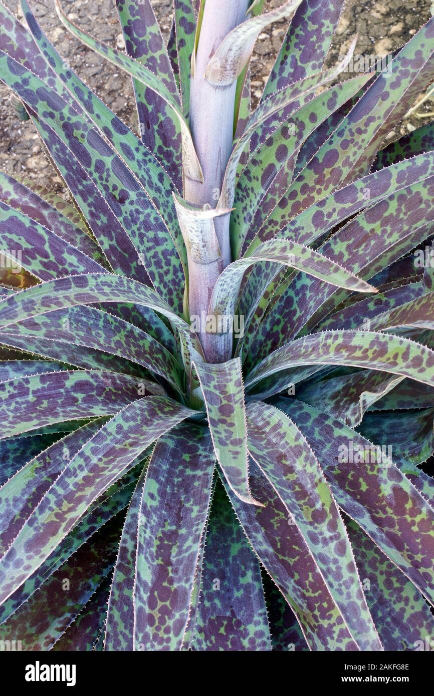Mangave plant hi-res stock photography and images - Alamy
