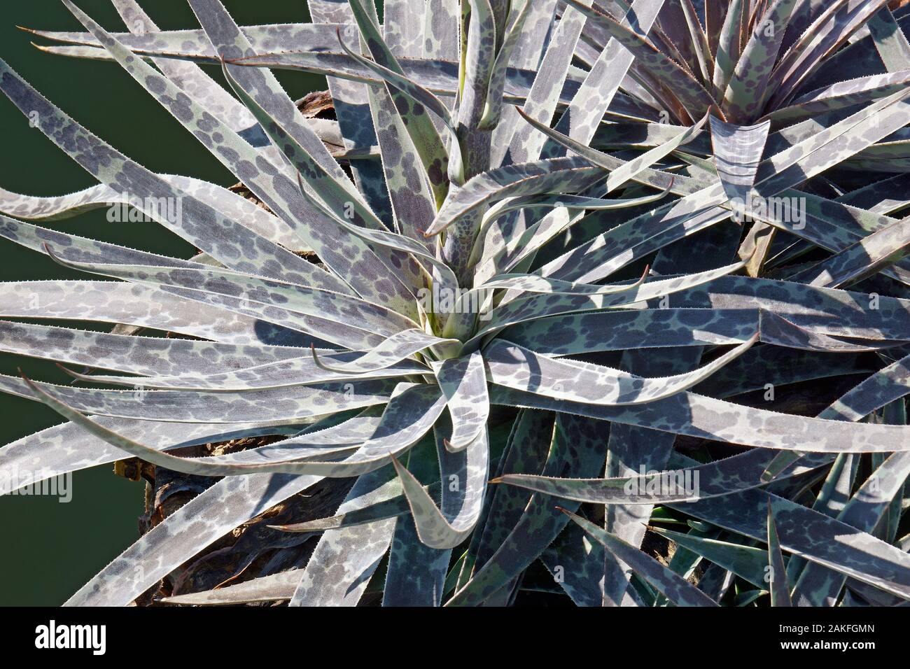 Mangave ‘moonglow’ hi-res stock photography and images - Alamy