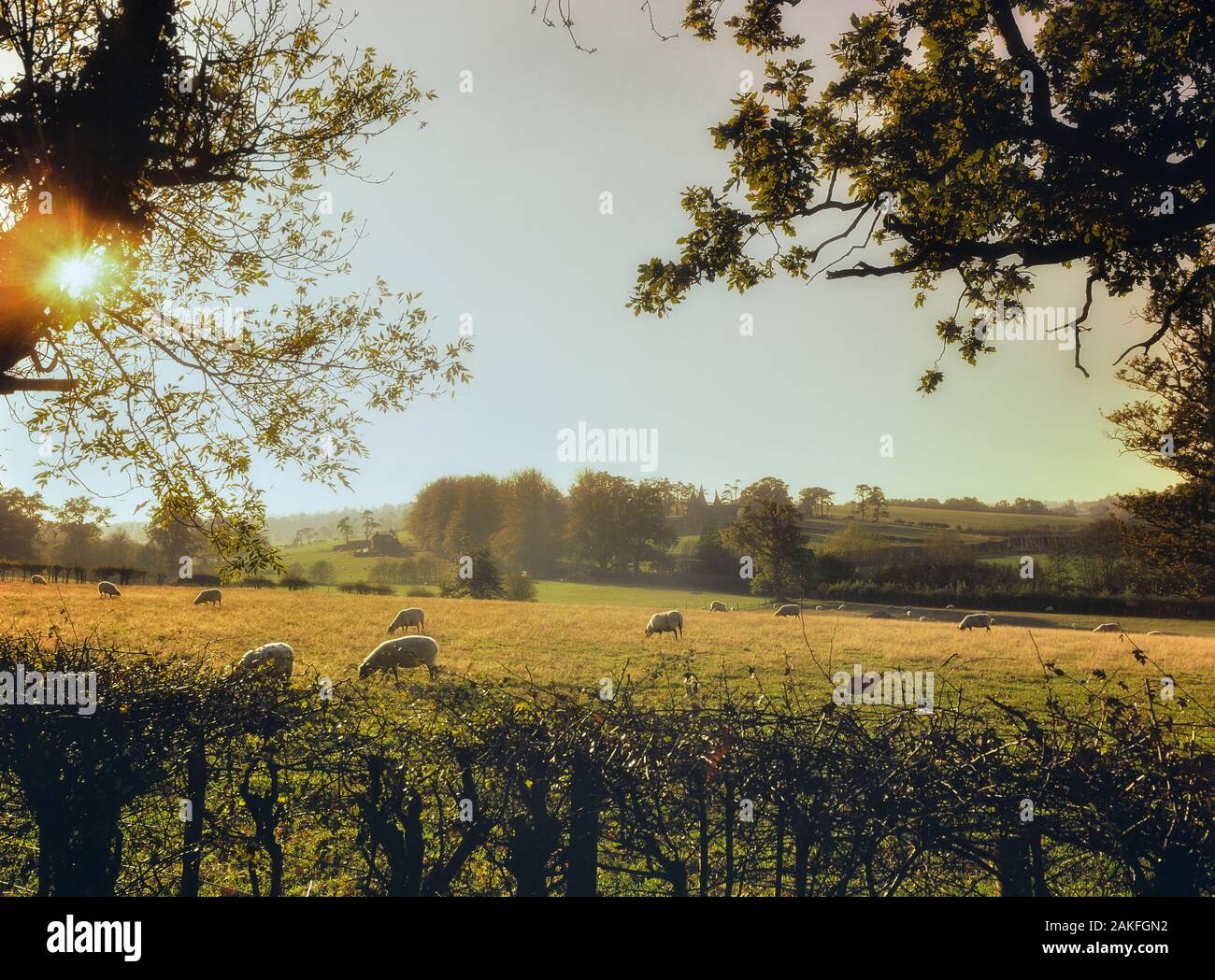 Grazing sheep, Kent, England, UK Stock Photo - Alamy