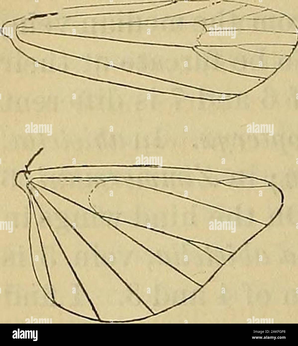 Bulletin of the United States Geological and Geographical Survey of the ...