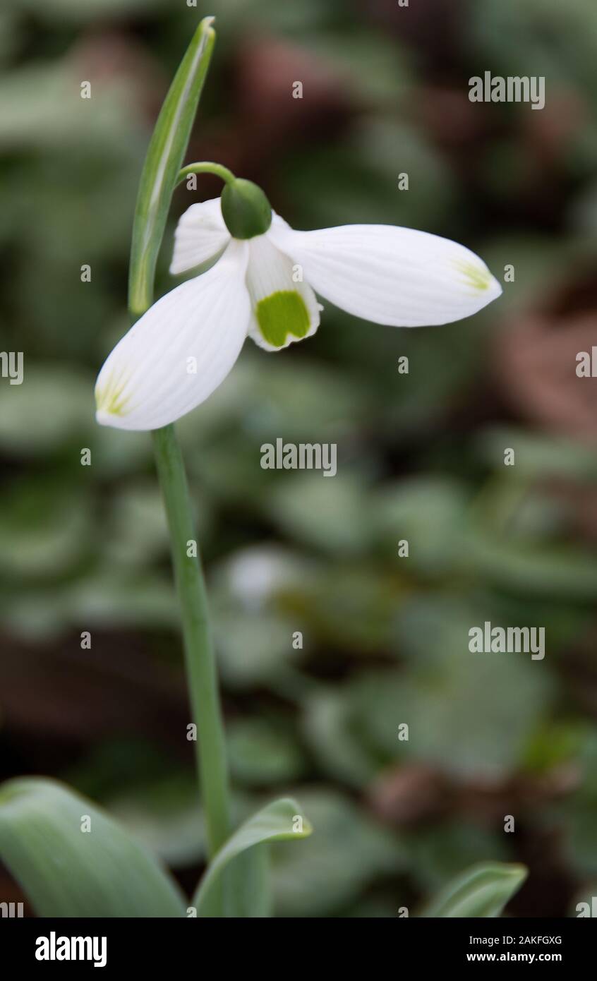 Possibly The Largest Of All Snowdrops High Resolution Stock Photography ...