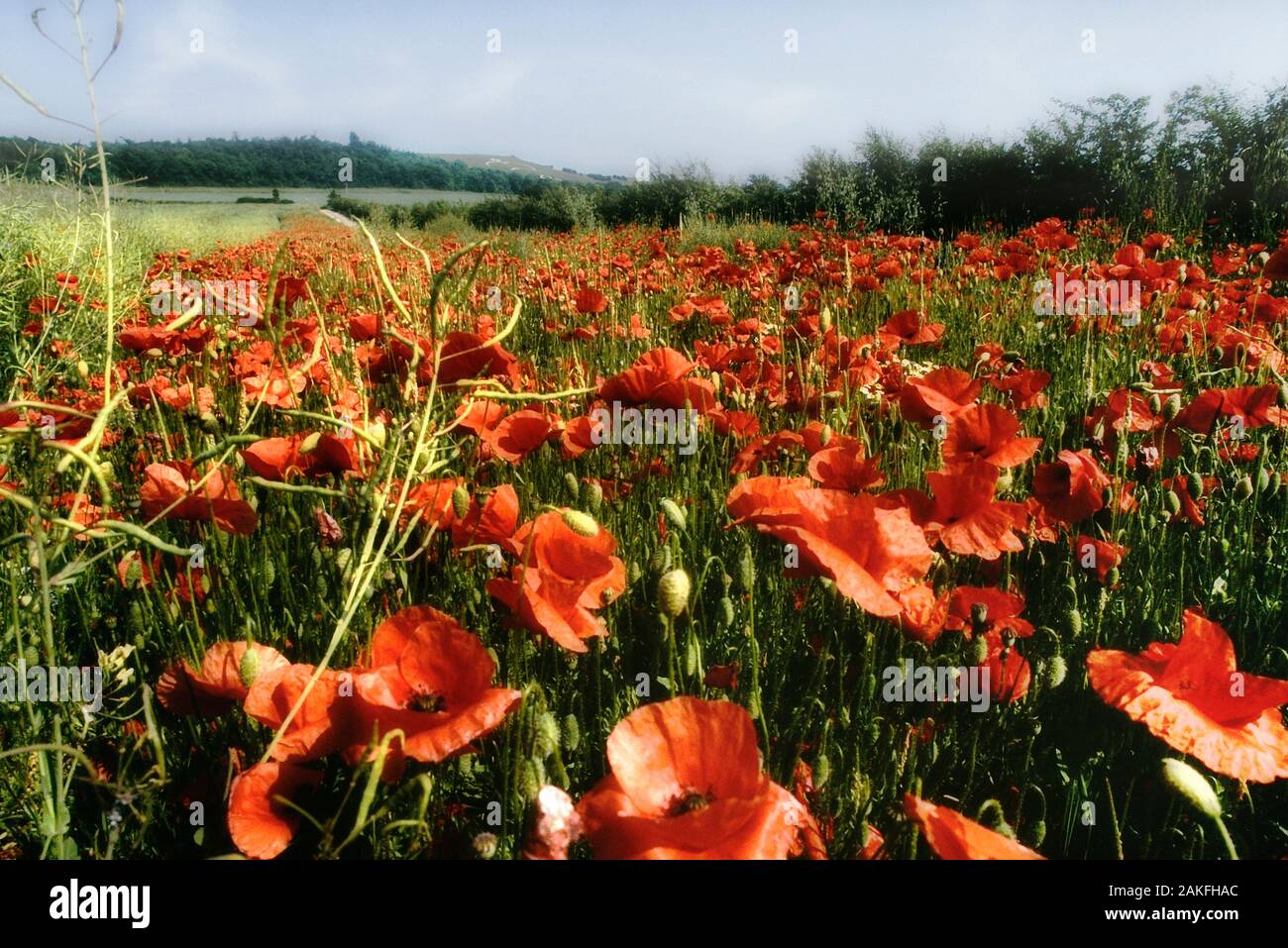 A field of red poppies, England, UK Stock Photo - Alamy