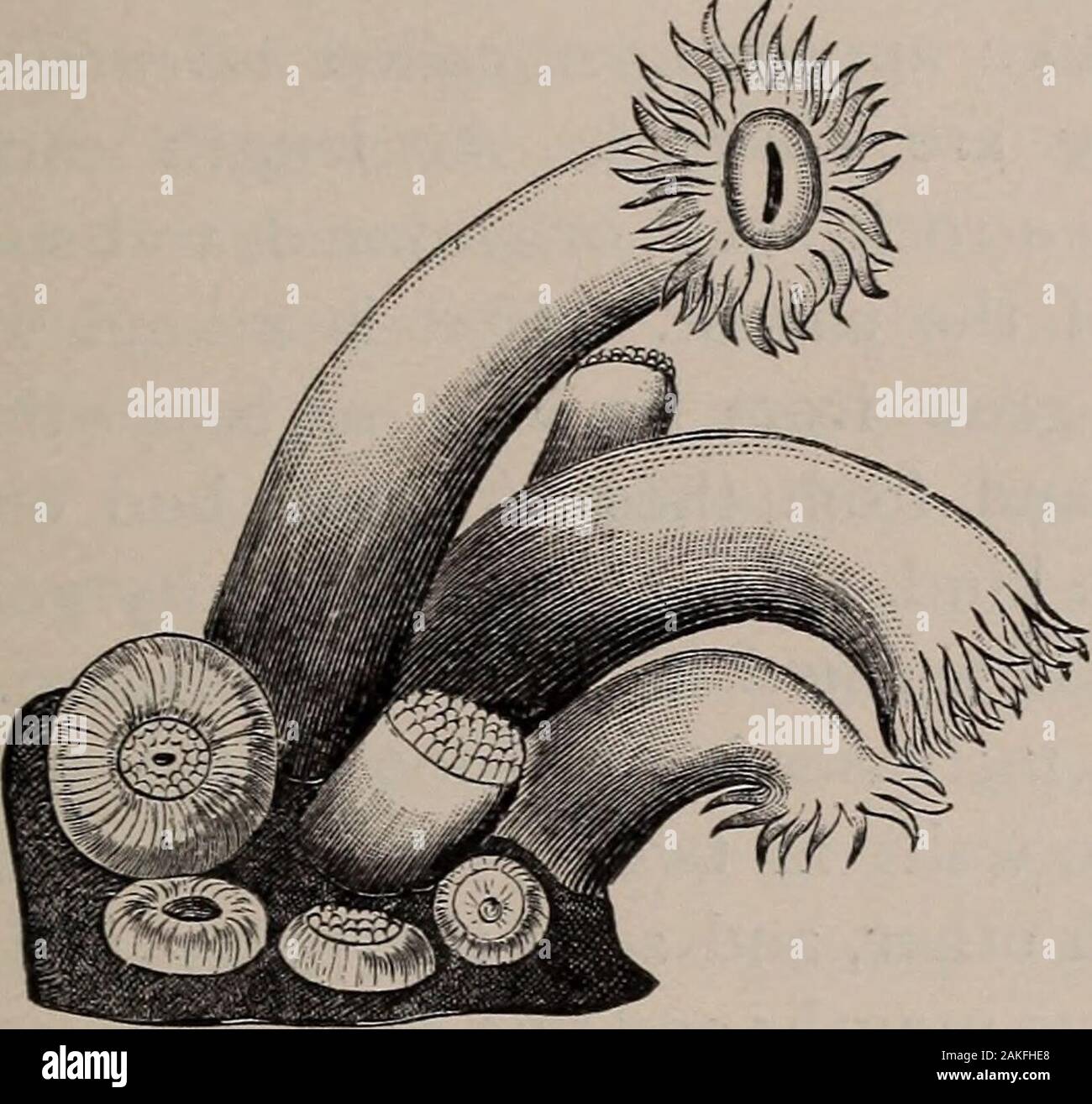 Natural history of animals; . Fig. 4S6. — Polyp — Sea Anemone. mouth ...