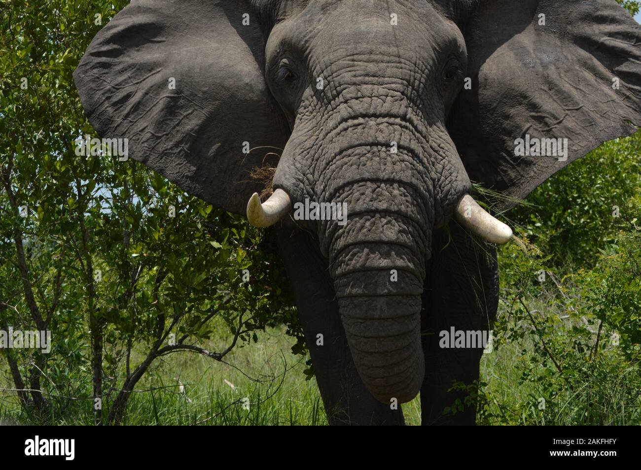 Elephant in a threatening stance Stock Photo - Alamy