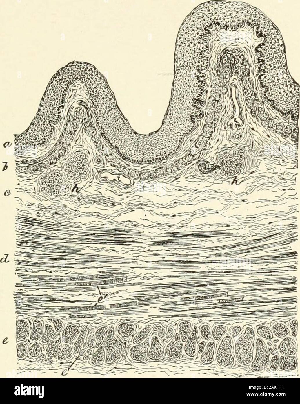 Muscularis mucosae hi-res stock photography and images - Alamy