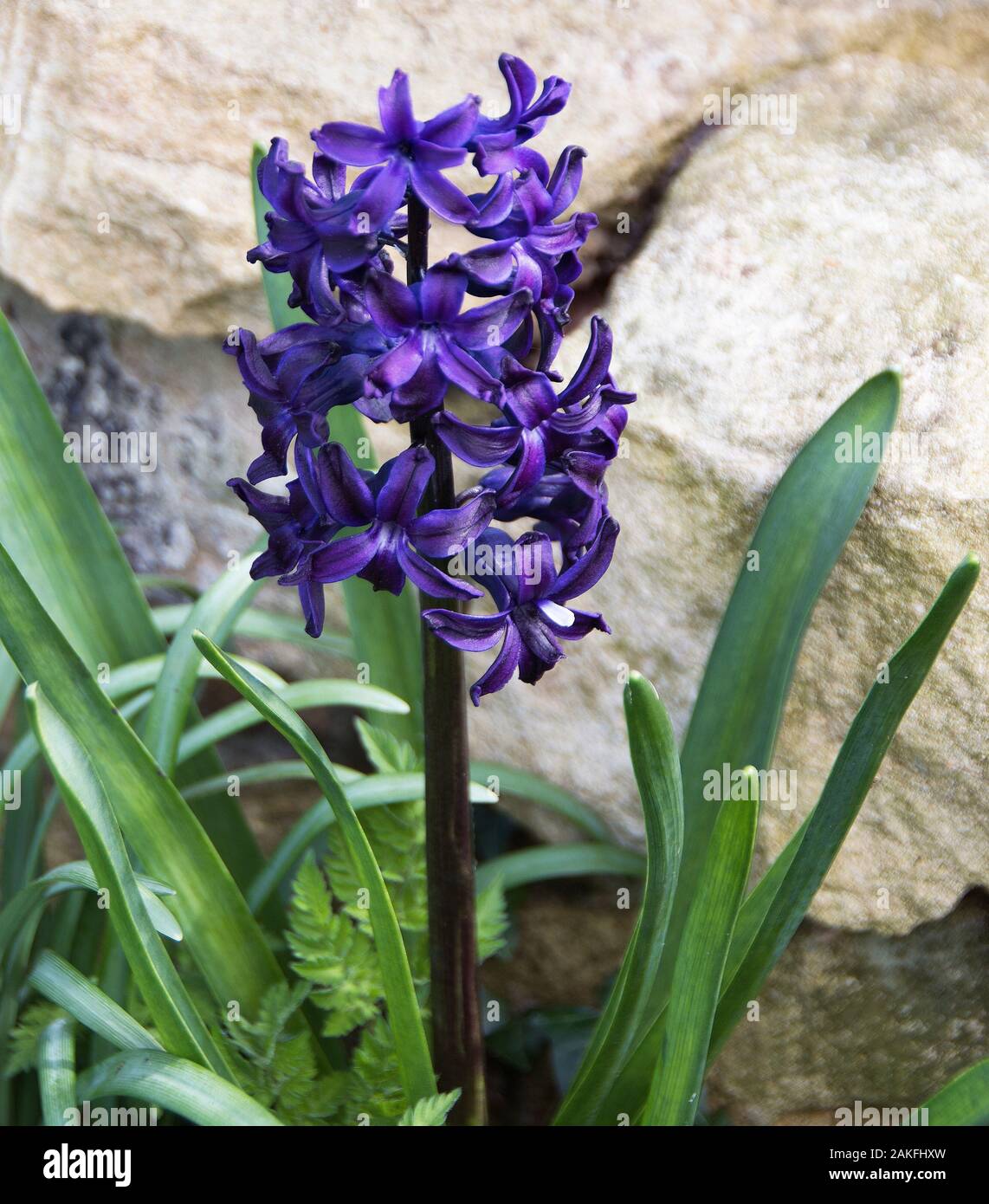 Bell hyacinth hi-res stock photography and images - Alamy