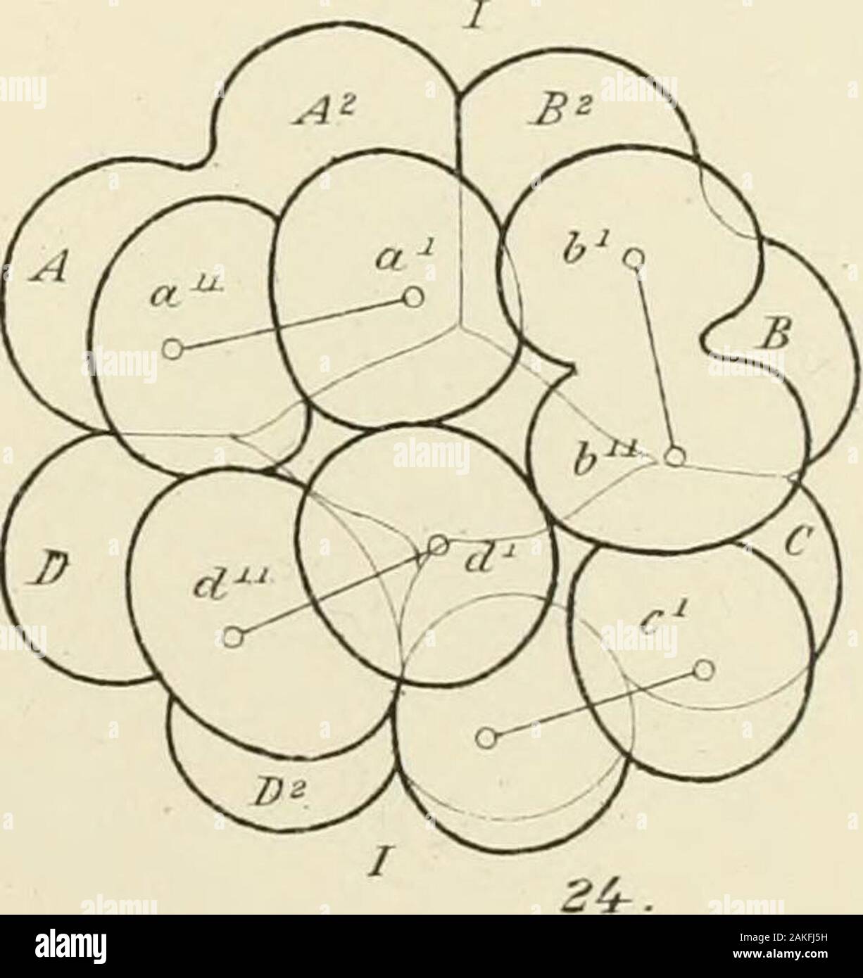 Journal of morphology . 23.. Wilson, del. BMeisel, Ulh-Boston 624 ...
