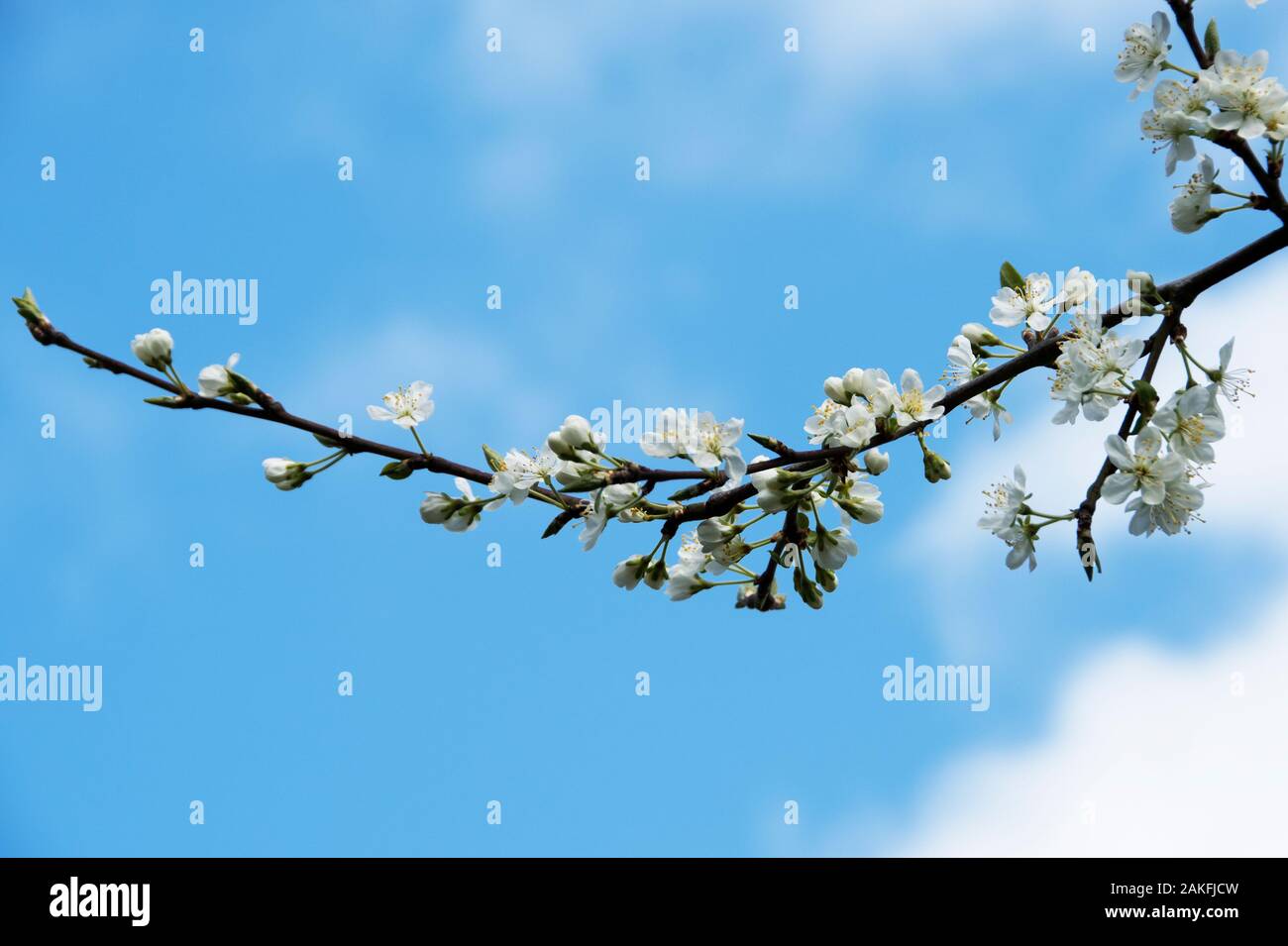 National flower of the republic of china hi-res stock photography and ...