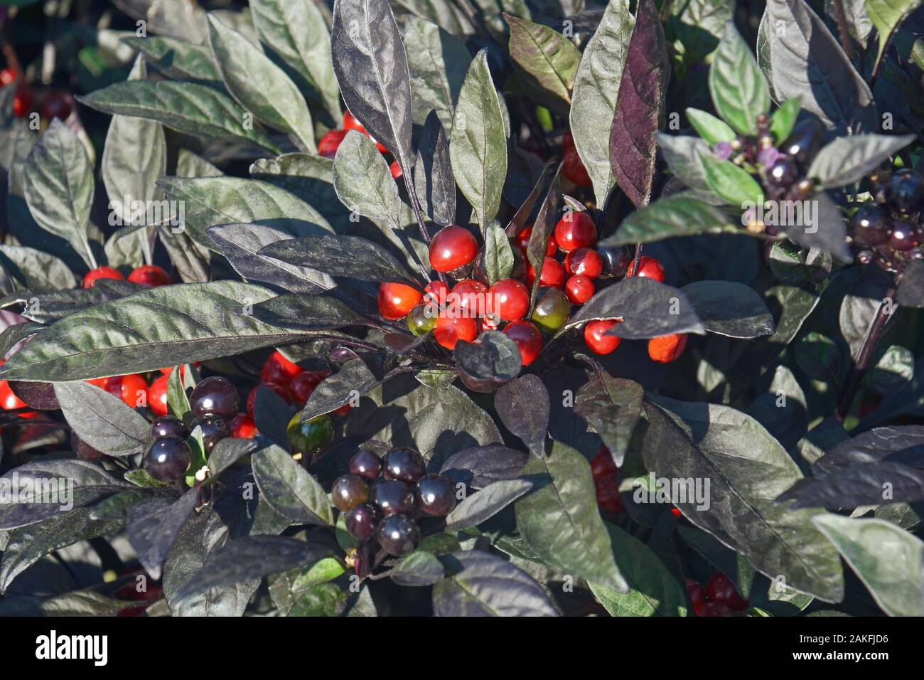 Ornamental pepper hi-res stock photography and images - Alamy