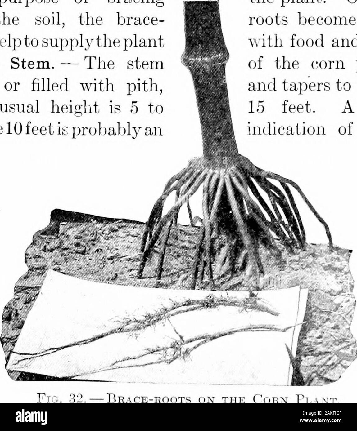 Roots reaching for soil Black and White Stock Photos & Images - Alamy