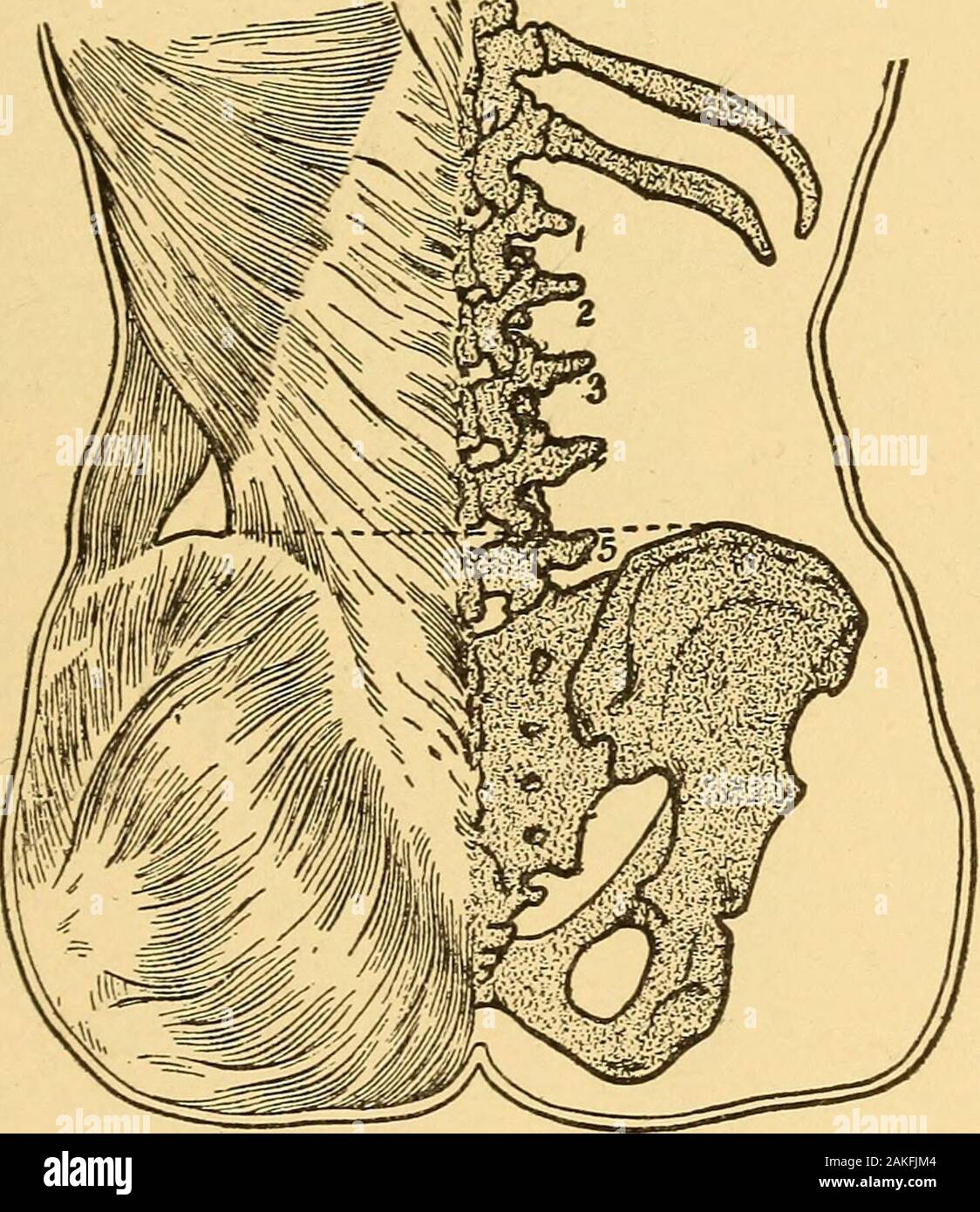 Anæsthesia and anæsthetics general and local . esses of the lumbar ...