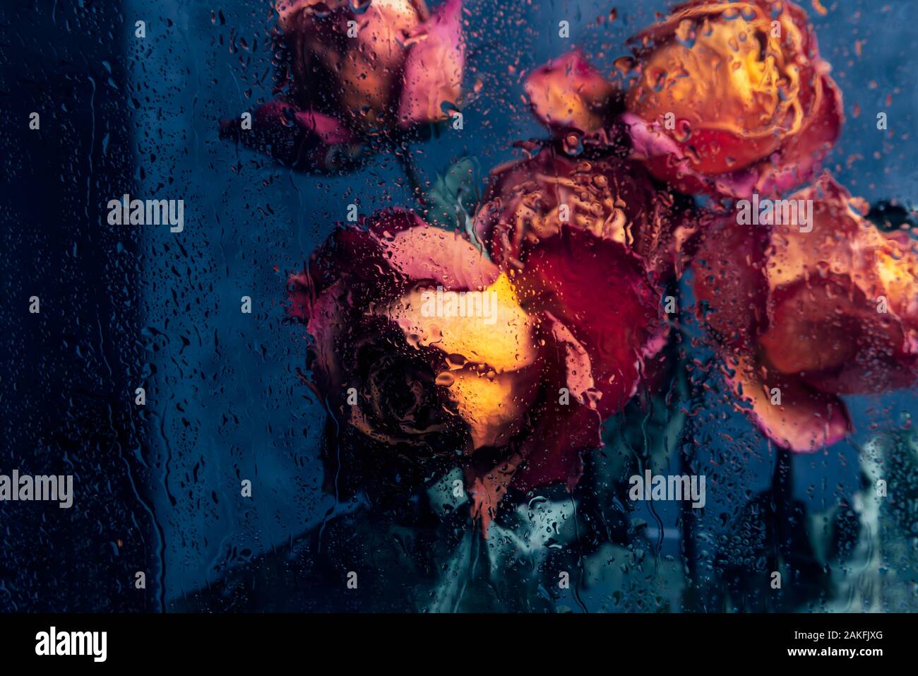 Dried orange roses. Bunch of beautiful faded flowers through the glass ...