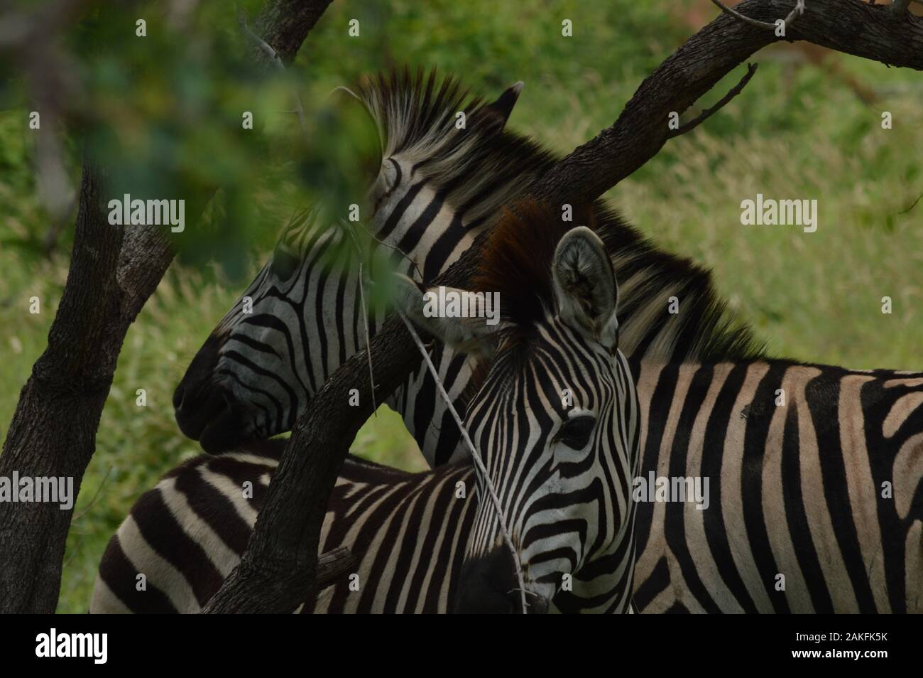 Confiding each other hi-res stock photography and images - Alamy