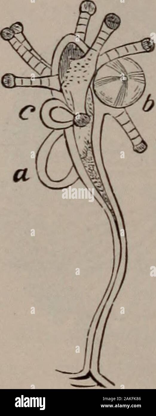 Natural history of animals; . Fig. 478. — Coryne. Cluster of ...