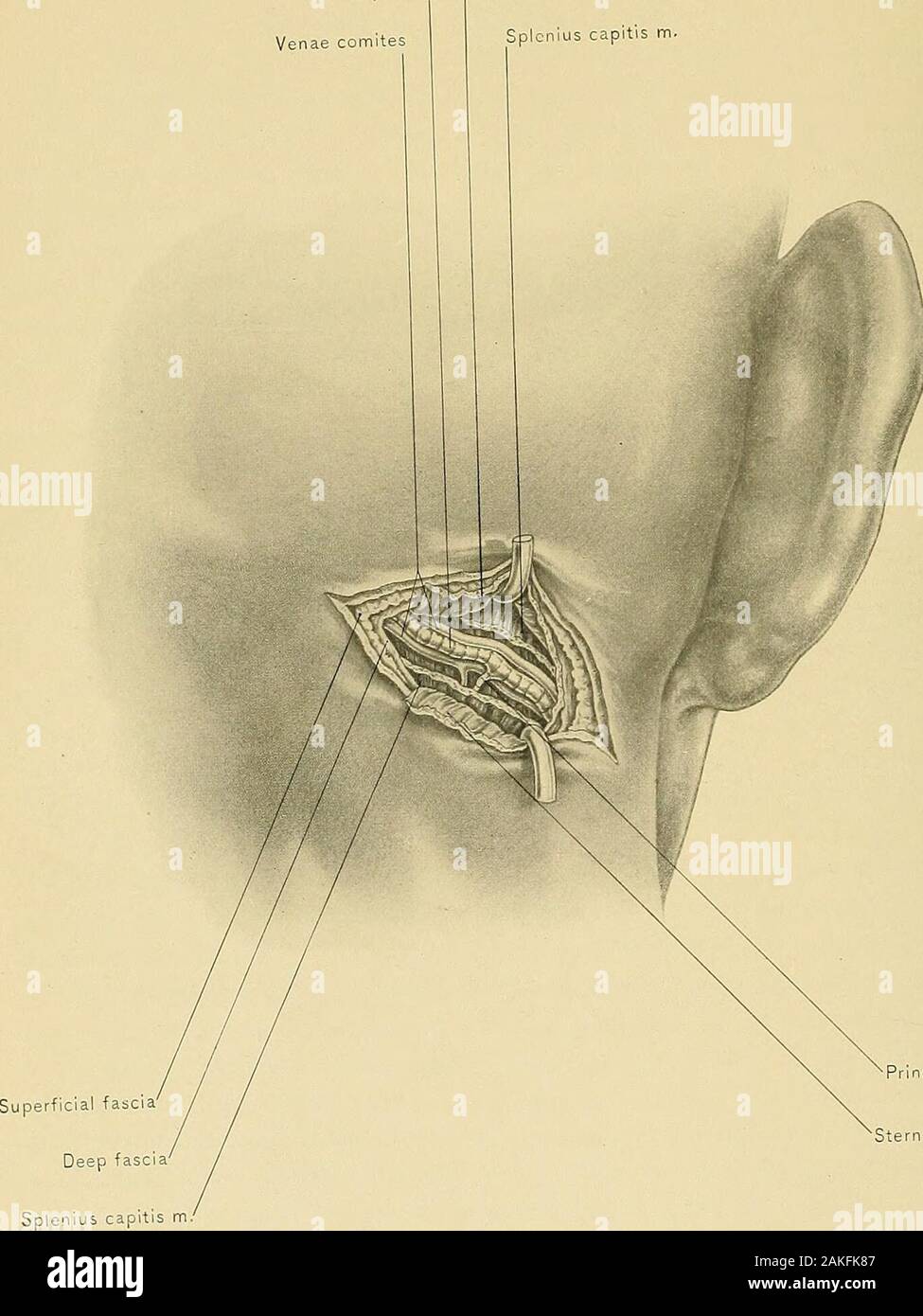 Surgical anatomy : a treatise on human anatomy in its application to ...